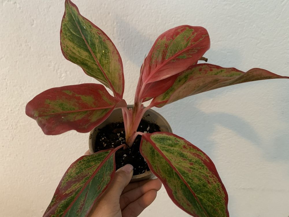 Aglaonema creta flame Ratität! | Kaufen auf Ricardo