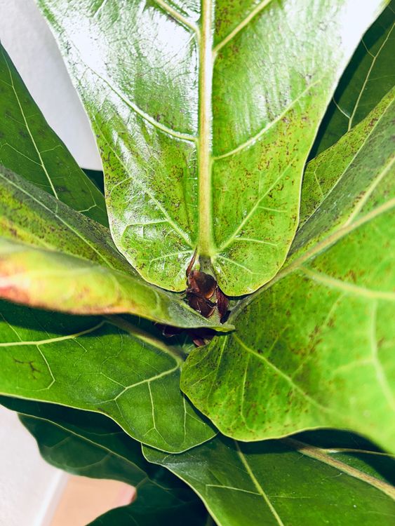 Ficus Lyrata Geigenfeige Fiddle Leaf fig potted plant (Gebraucht) in ...