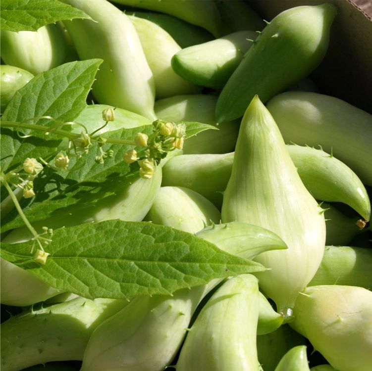 Inka-Gurke - Cyclanthera pedata - 8 Samen (Neu und originalverpackt) in ...