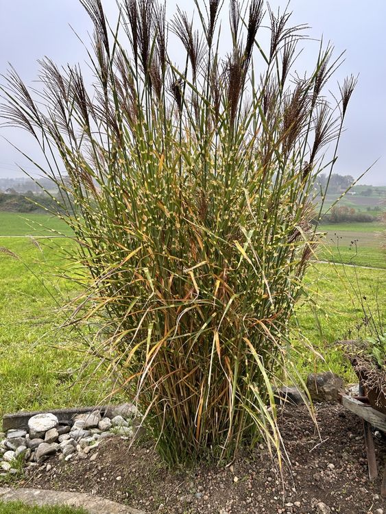 Chinaschilf, Prachtschilf, hohe Staude winterhart (Gebraucht) in ...