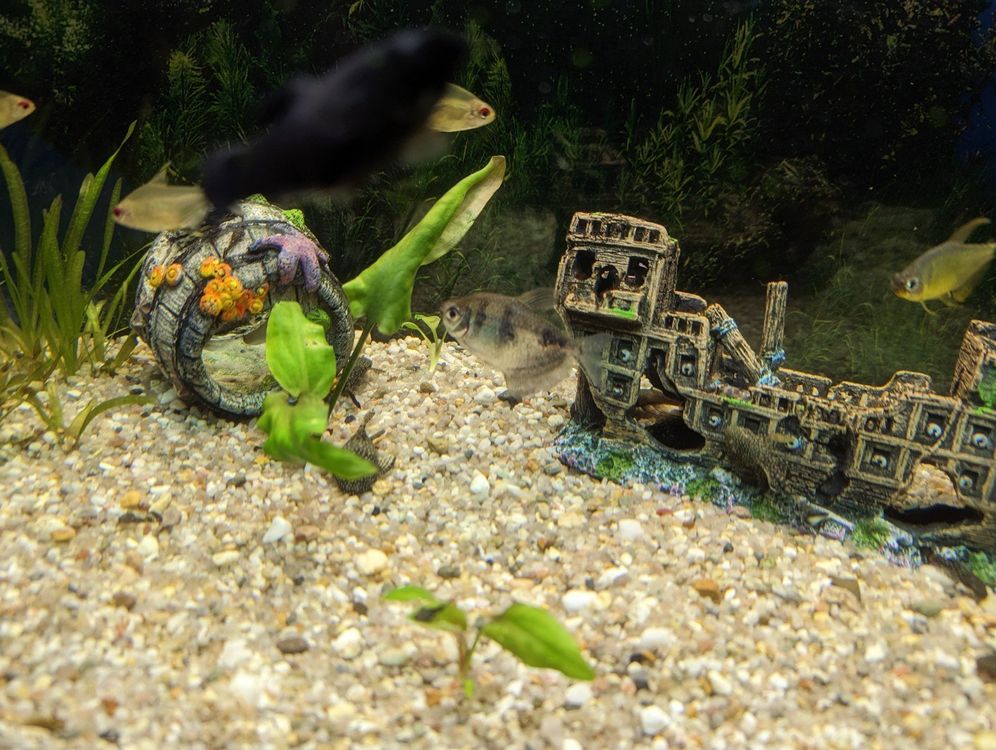Juwell Rio 125 Komplett mit Fische, Zubehör und Möbel (Gebraucht) in ...