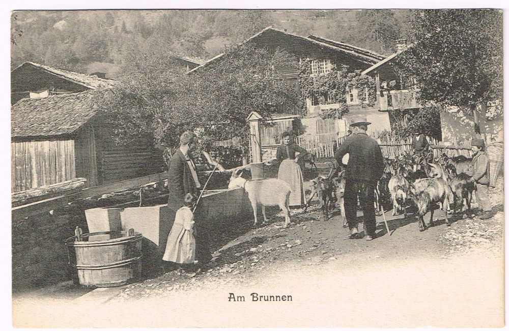 BERN BE 1900 Ziegen (Gebraucht) in Rothrist für CHF 7 – mit Lieferung auf Ricardo kaufen