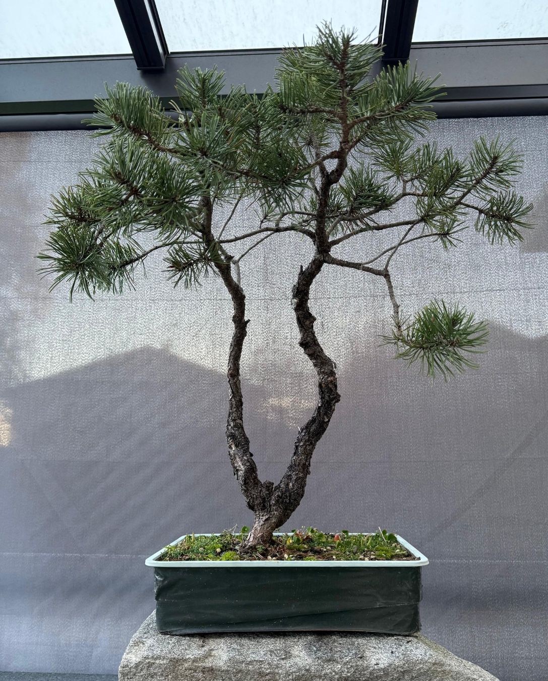 Pinus Mugo - 20 - 25 Jahre (Gebraucht) in Degersheim für CHF 1 – nur ...