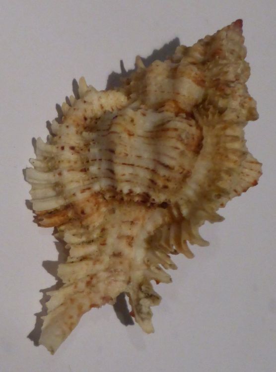 CHICOMUREX PROBLEMATICUS, 71 MM, EINZIGARTIG STACHELSCHNECKE | Kaufen ...