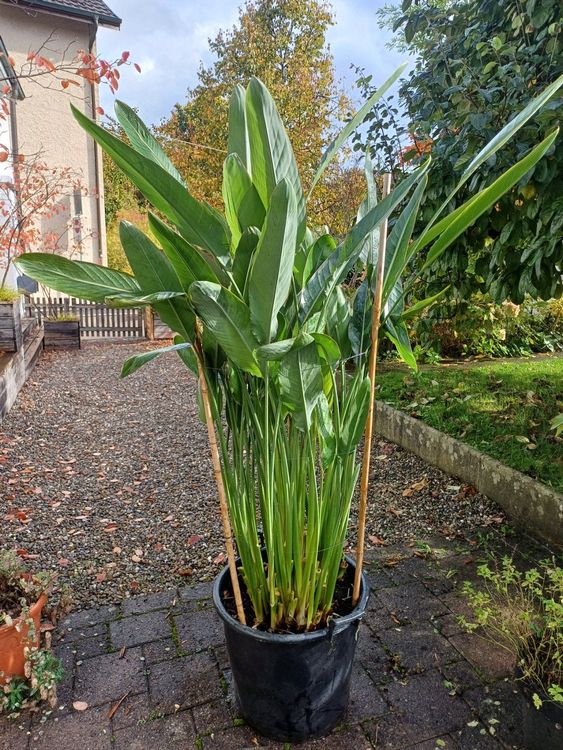 Paradiesvogelblume Strelitzia reginae (Gebraucht) in Neftenbach für CHF 90 – nur Abholung auf ...