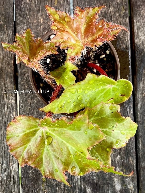 Begonia Ricinifolia Immense - alte Begonien-Sorte (Neu und ...