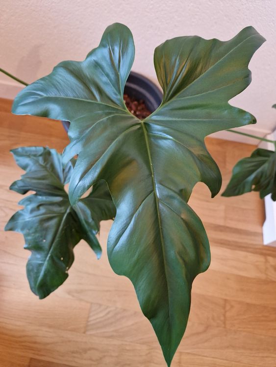 Philodendron Angela (Gebraucht) in Belp für CHF 31 – nur Abholung auf ...