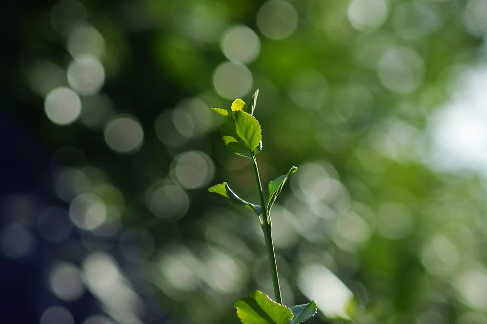 Auktion Bokeh Pentacon 135mm F2.8 M42 15 Lamellen 517 #v2 (Neu (gemäss Beschreibung)) in ...