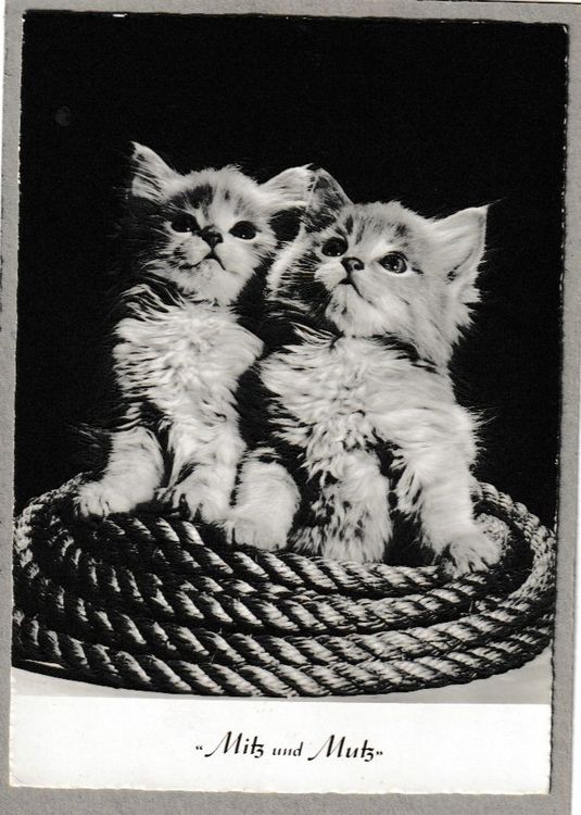 Mitz und Mutz - Kätzchen /Vollstempel Arbon 1961 (C6 (Gebraucht) in ...