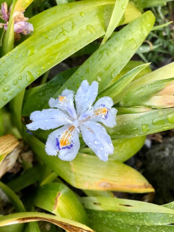 IRIS CRISTATA - DWARF CRESTED IRIS (Neu (gemäss Beschreibung)) in für ...