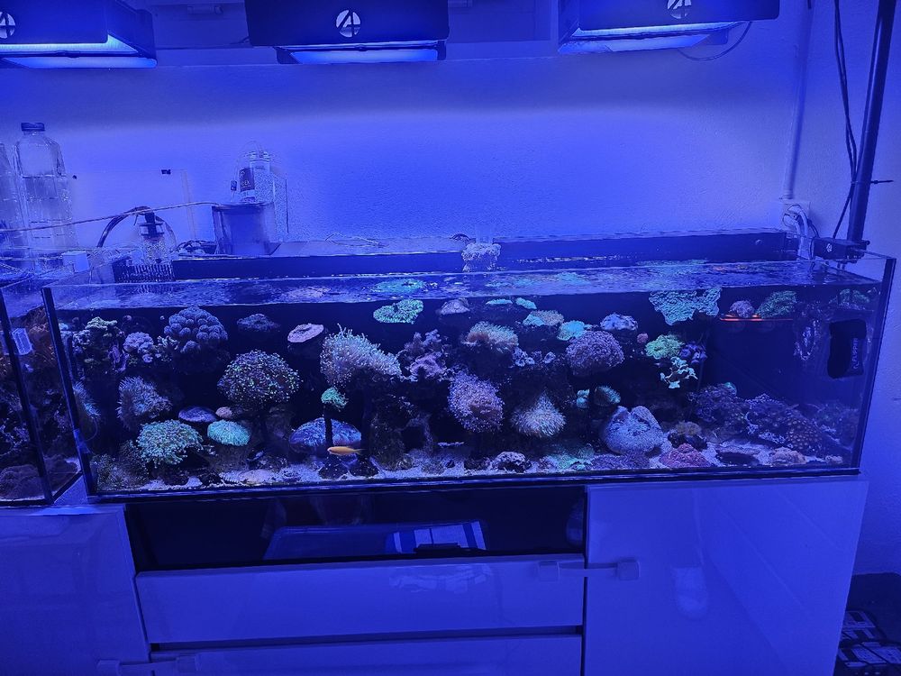 Meerwasser aquarium 140x40x40 mit Mobel (Gebraucht) in Thalwil für CHF 350 – nur Abholung auf ...