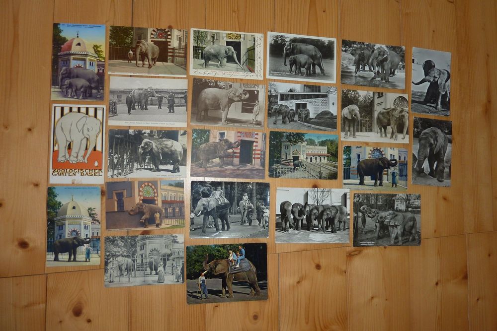 AK, Basler Zoo,Fotos,Zoopfleger,Elefanten,Lot à 23Ex.,antik (Gebraucht ...