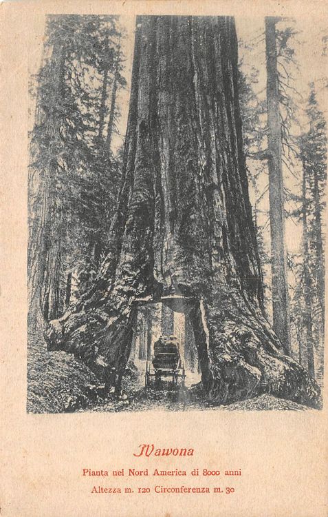 Wawona Tree, Yosemite | Kaufen auf Ricardo