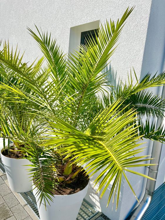 4 große Phönix Palmen im Topf | Kaufen auf Ricardo