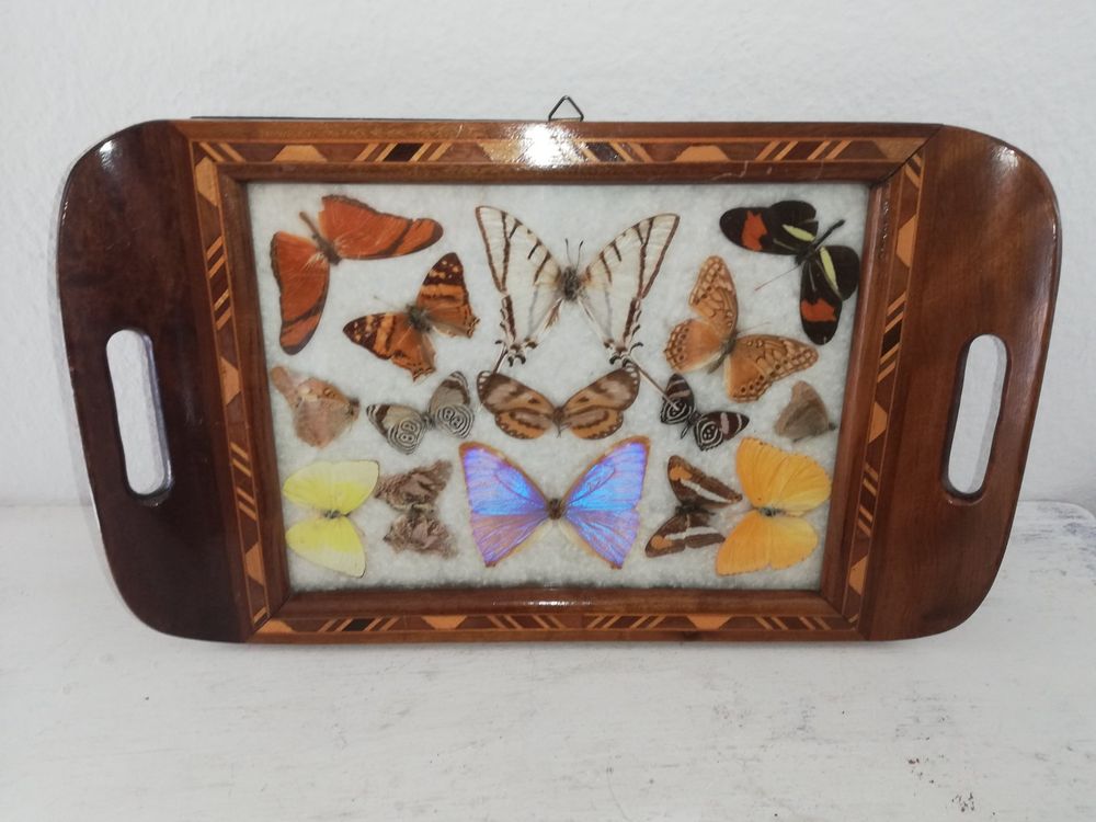 Echte Schmetterlinge Tablett | Kaufen auf Ricardo
