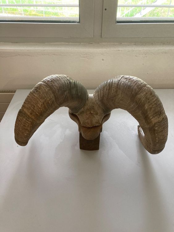 Sehr schönes kapitales Mufflon Widder Geweih (Gebraucht) in Wildegg für CHF 120 – nur Abholung ...