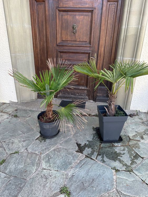 2 Palmier, en pot pour votre terrasse ou Jardien | Kaufen auf Ricardo