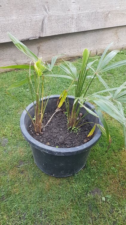 2 Tessiner Palmen im Topf | Kaufen auf Ricardo