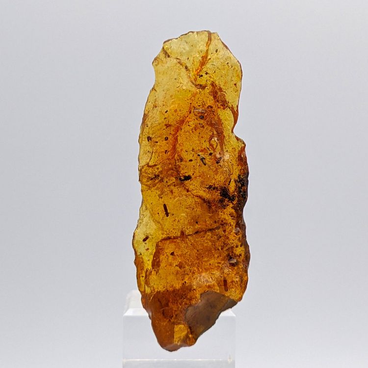 HONIGFARBENER KOPAL-BERNSTEIN mit MÜCKEN und INSEKTEN (Nuovo (secondo la descrizione)) a Balerna ...