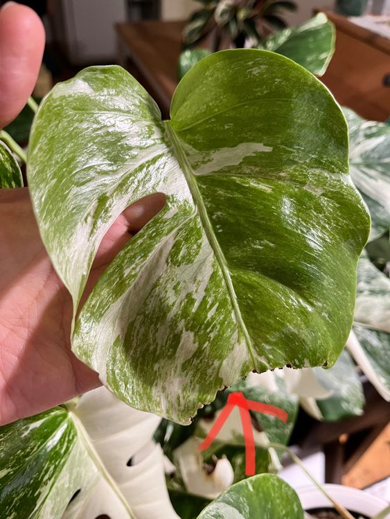 Monstera variegata Top Cut | Kaufen auf Ricardo