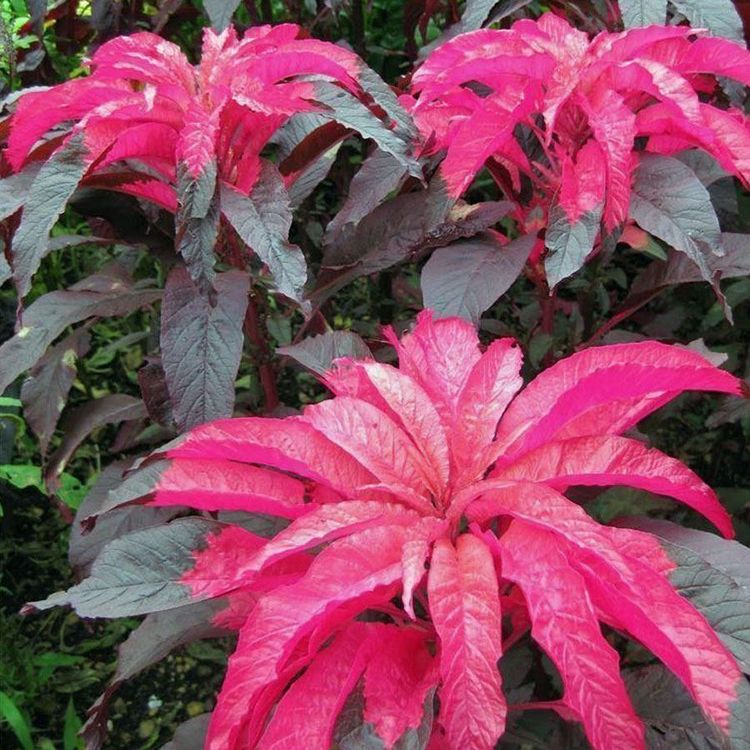 Amaranthus Early Splendor 25g (Neuf avec emballage d'origine) à ...
