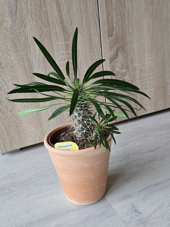 Madagaskar Palmen, Pachypodium, pflegeleicht im Topf🌴 (Gebraucht) in ...