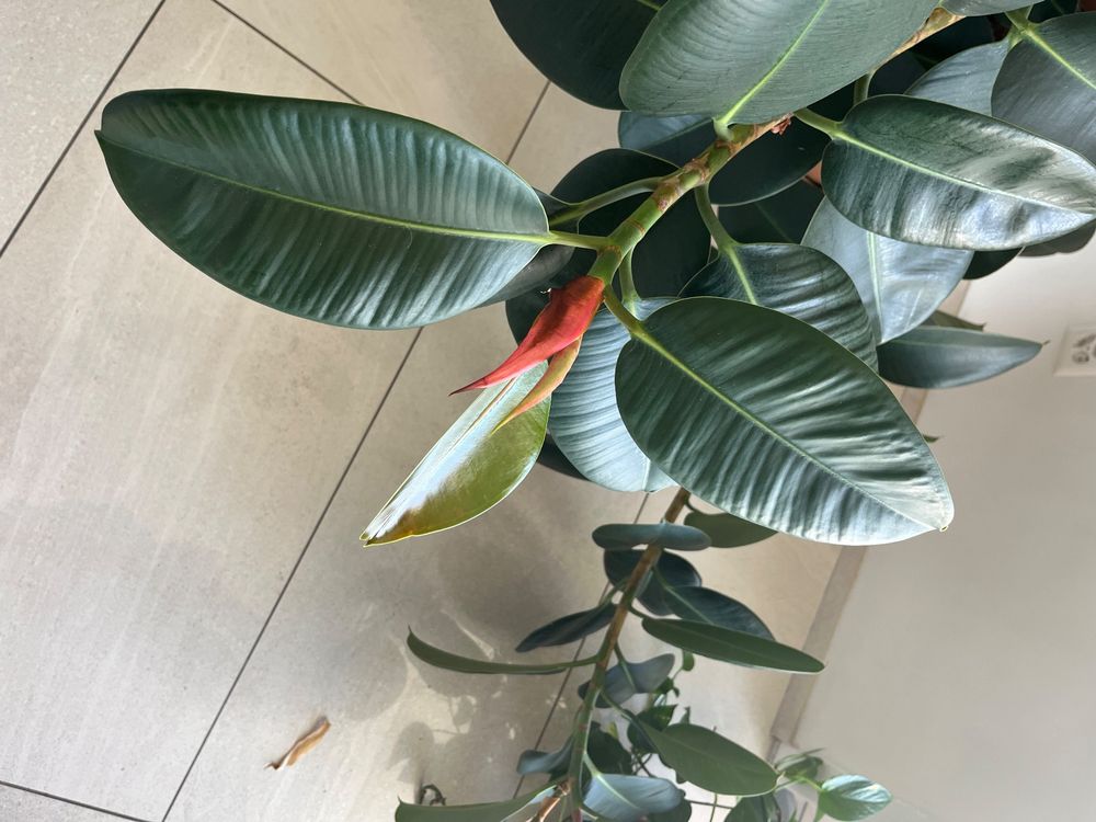 Ficus Robusta | Kaufen auf Ricardo