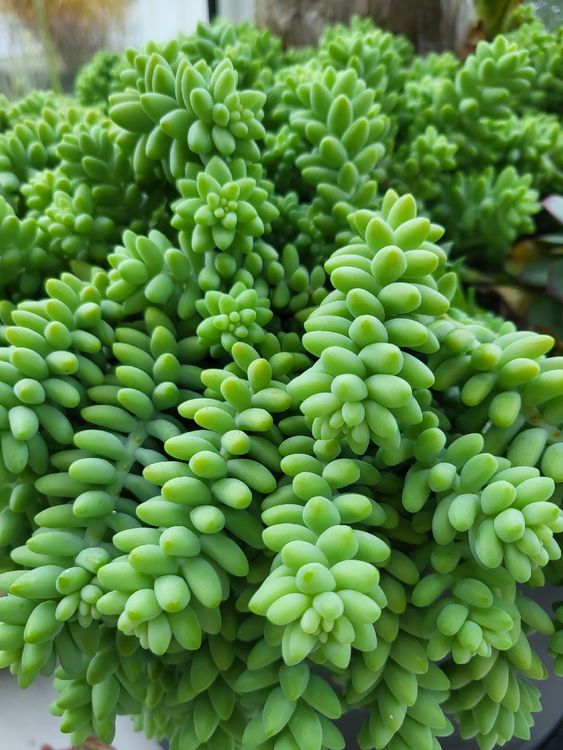 Fetthenne Affenschwanz Ableger 8 Stück | Kaufen auf Ricardo