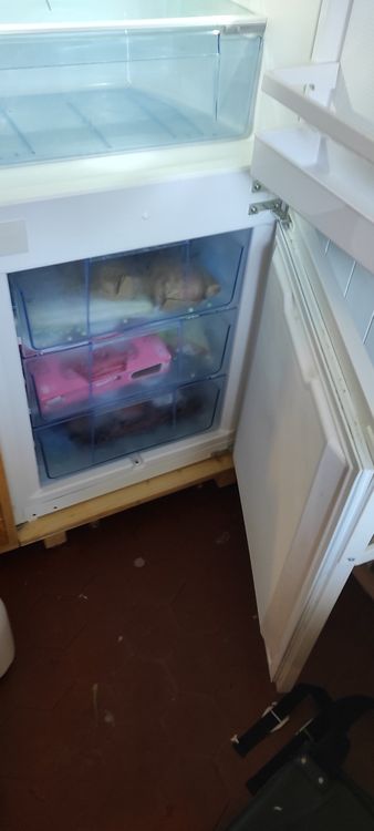 Kühlschrank Fust Novomatic mit Gefrierschrank (Gebraucht) in Zürich für CHF 106 – nur Abholung ...