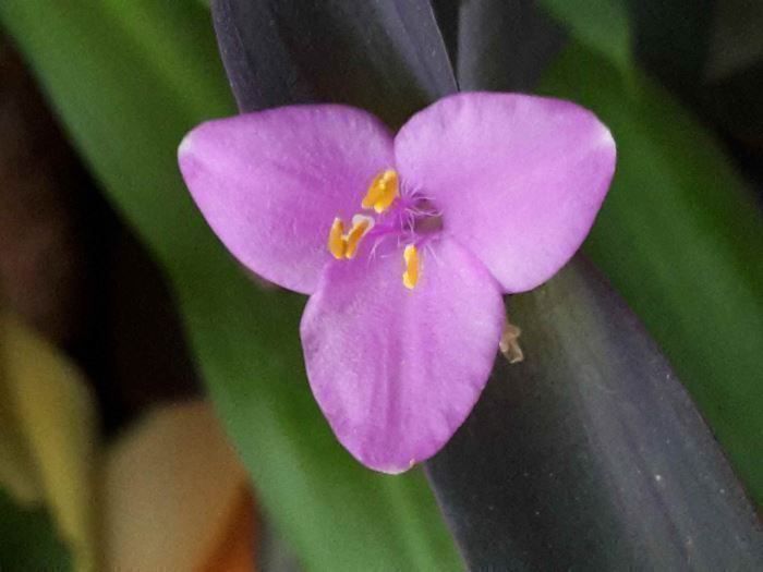 Tradescantia pallida /Rotblatt | Kaufen auf Ricardo