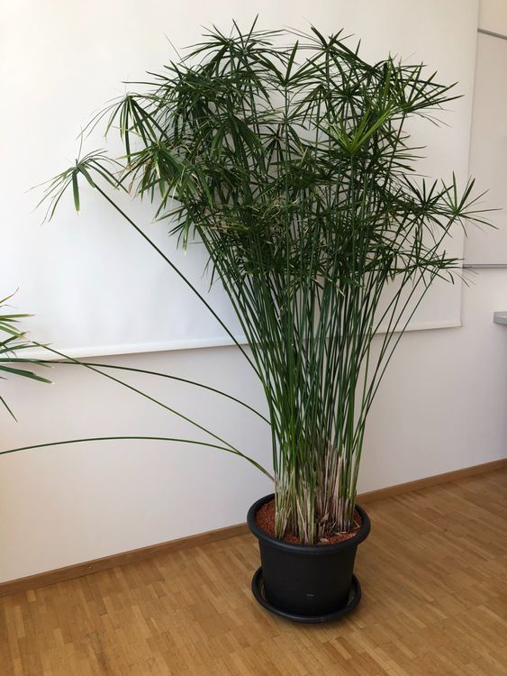 Zyperngras Zimmerpflanze Kaufen