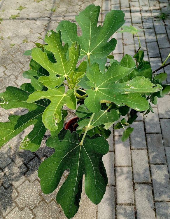 XXL (150 cm) Echte Feigenbaum " FICUS CARICA" Früchte: BLAU (Neu und ...