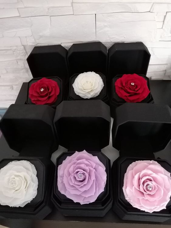Infinity rosen (Neu und originalverpackt) in Kaltbrunn für CHF 39.95 ...