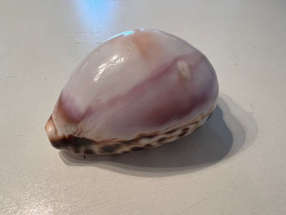 Muschel glatt glänzend | Kaufen auf Ricardo