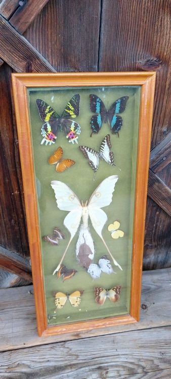 Schmetterlinge hinter Glas | Kaufen auf Ricardo