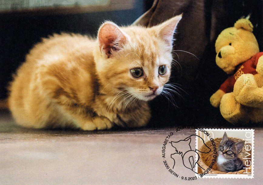 Maximumkarte Süsse Tiere - Katze (Neu (gemäss Beschreibung)) in Dottikon für CHF 4 – mit ...