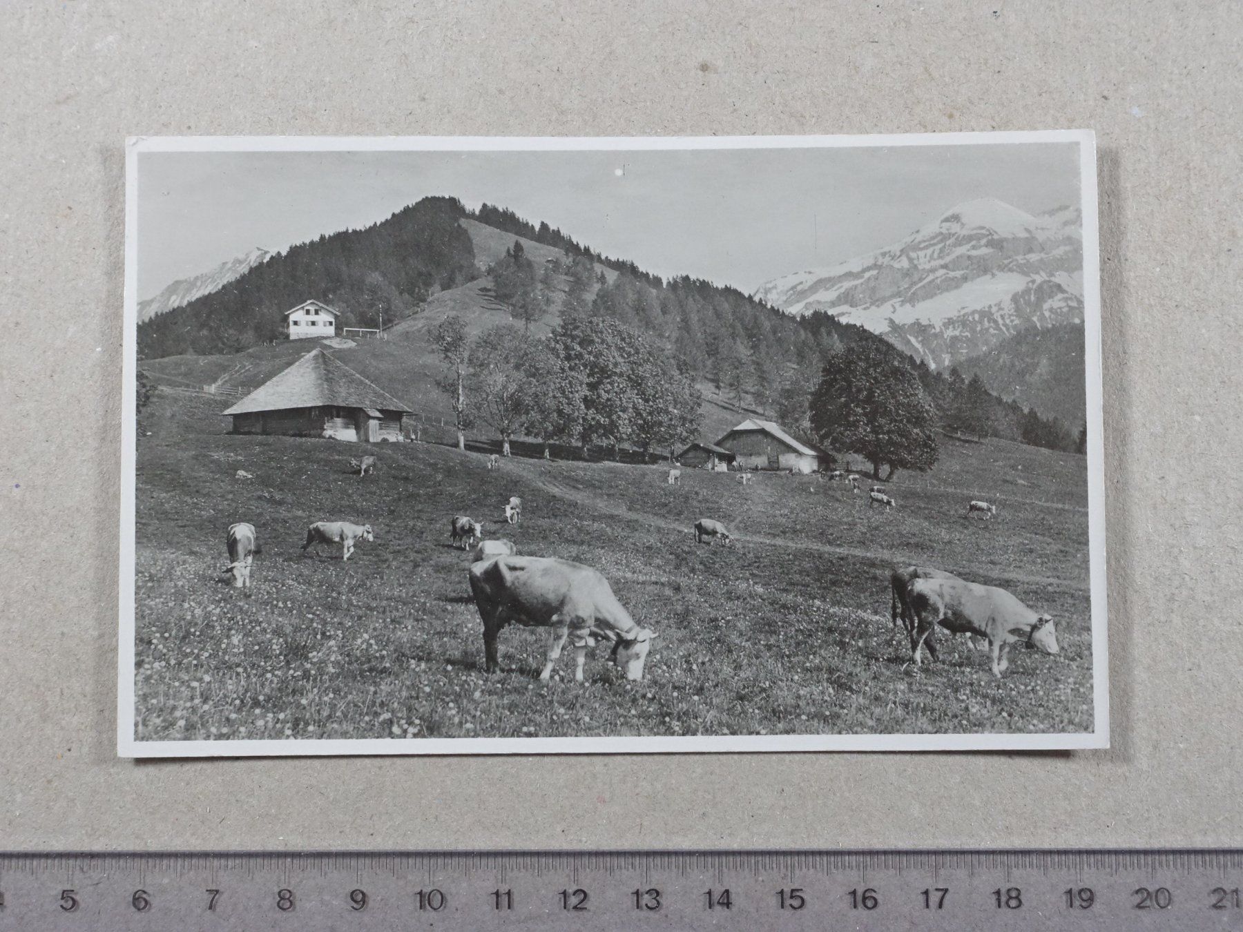 Aeschi Allmend, Kuh, Kühe, 1939, Spiez (Gebraucht) in Lenzburg für CHF ...