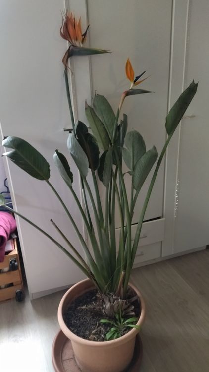 Strelitzie, Papageienschnabel-Blume | Kaufen auf Ricardo