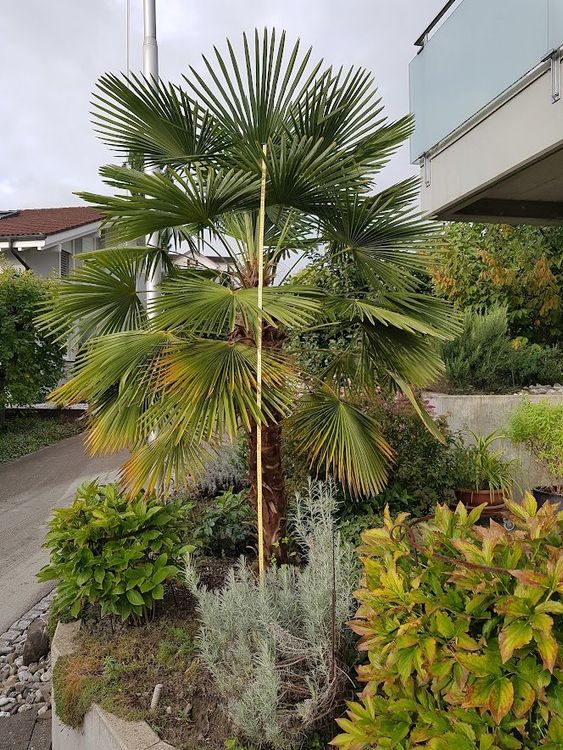 Palme (Gebraucht) in Lüchingen für CHF 1 – nur Abholung auf Ricardo kaufen