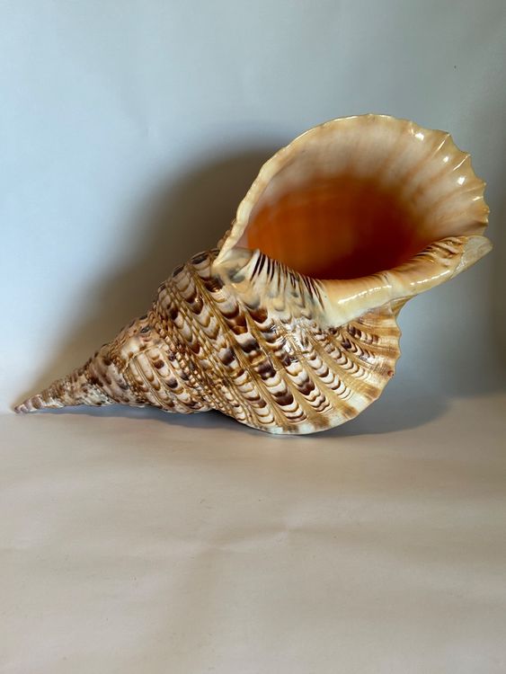 Grosse Muschel Tritonshorn ? (Gebraucht) in rotkreuz für CHF 81 – mit ...