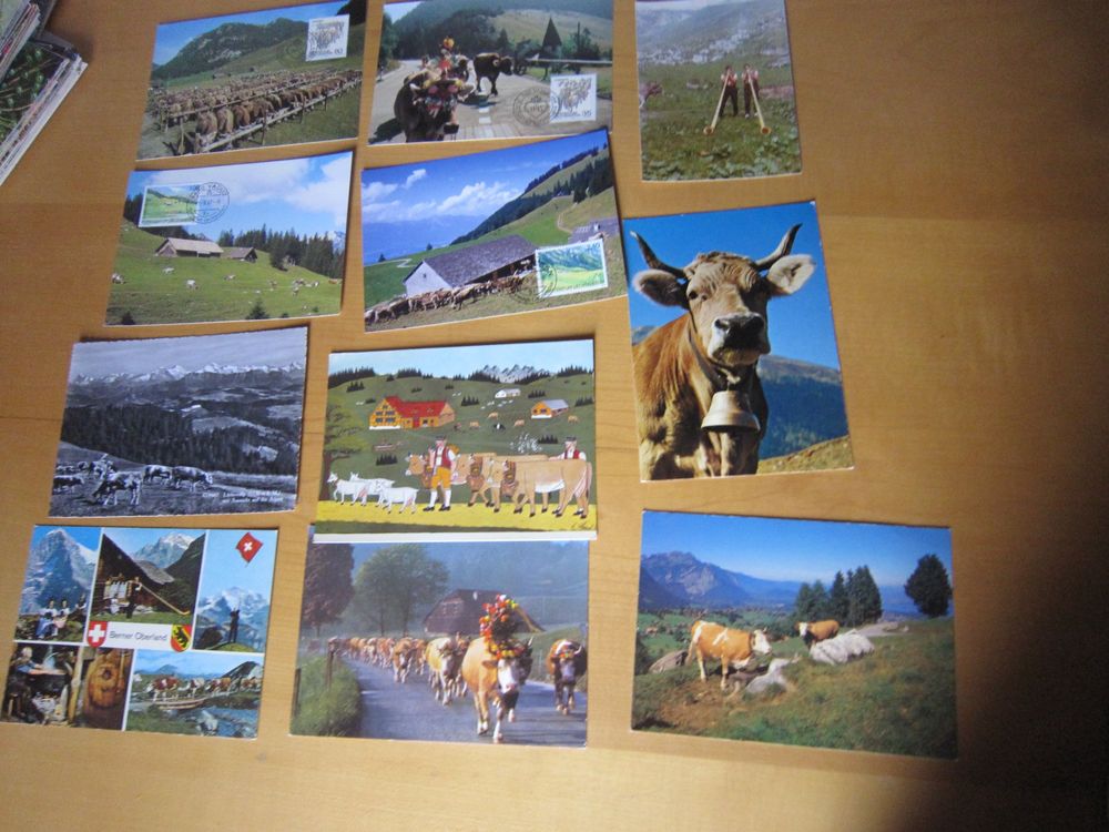 Schöne Postkarten und Maximumkarten Thema KüHE | Kaufen auf Ricardo
