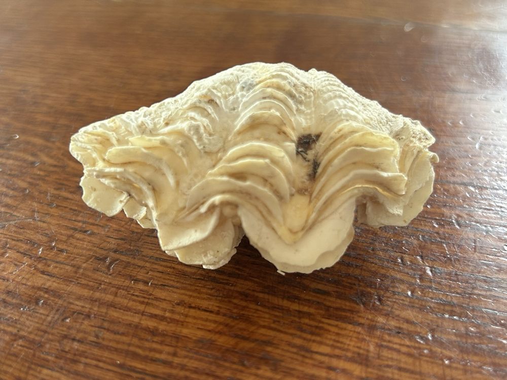 Baby- Muschel Tridacna Gigas (Gebraucht) in Riedholz für CHF 25 – mit ...