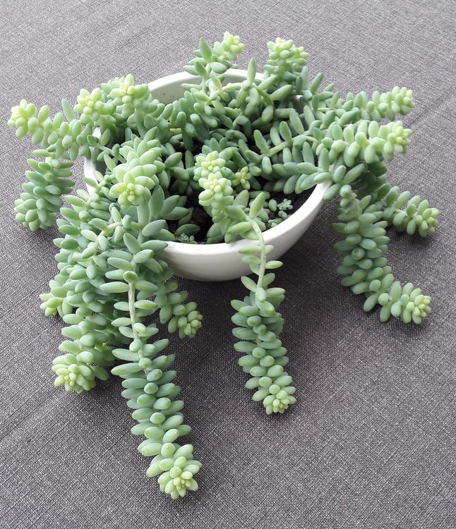 Fetthenne oder Affenschwanz Pflanze (Neu (gemäss Beschreibung)) in ...