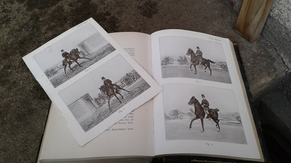 antik Buch Dressur & Reitkunst 1905 James Fillis (Gebraucht) in ...