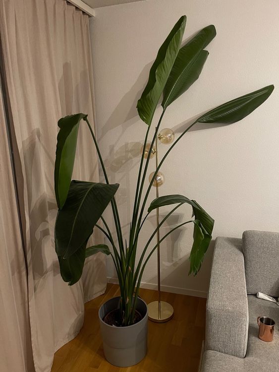 Strelitzie Zimmerpflanze | Kaufen auf Ricardo