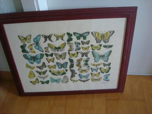 Lithographie Schmetterlinge mit Rahmen hinter Glas | Kaufen auf Ricardo