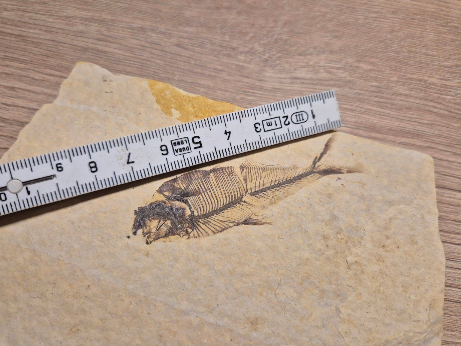 Fossile de poisson ancien – env. 50 millions d’années (Gebraucht) in ...