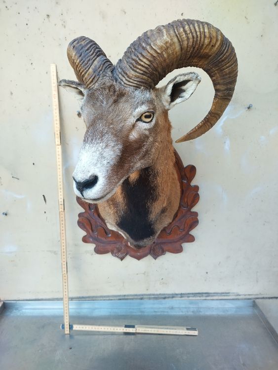 Schöner Mufflon Widderkopf Trophäe Jagd (Gebraucht) in Wettingen für CHF 399 – mit Lieferung auf ...