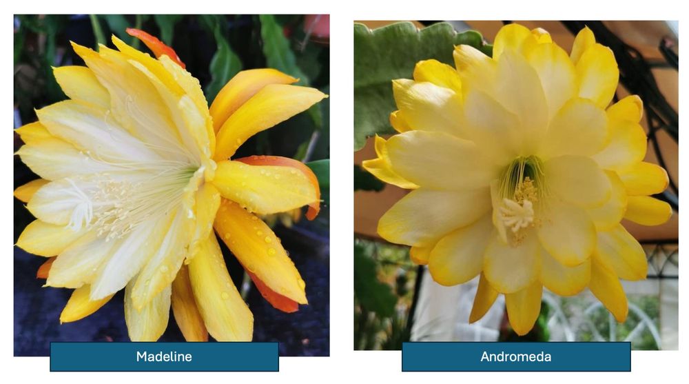 Epiphyllum "Andromeda & Madeline“ Epicactus Blattkaktus | Kaufen auf ...