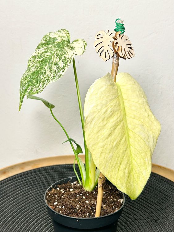 💚 MONSTERA DELICIOSA MINT VARIEGATA ETABLIERT KERNGESUND 💚 (Gebraucht ...